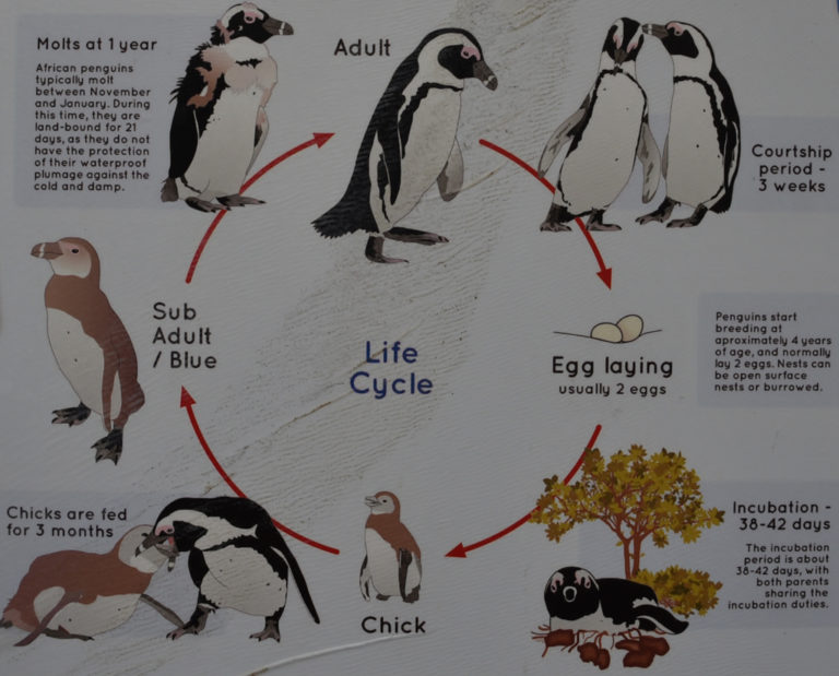 Boulders Penguin Colony in South Africa - Story at Every Corner