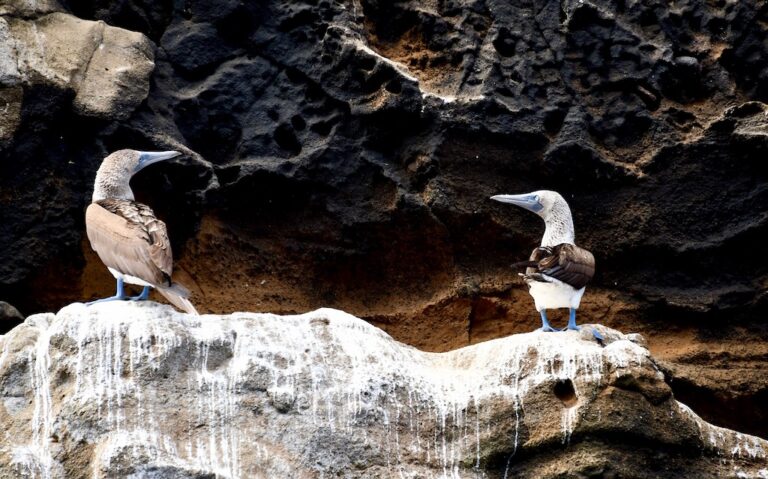 Incredible Galapagos Wildlife Encounters in August - Story at Every Corner