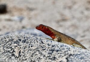 Galápagos Wildlife: A Visual Journey into Evolution’s Playground ...