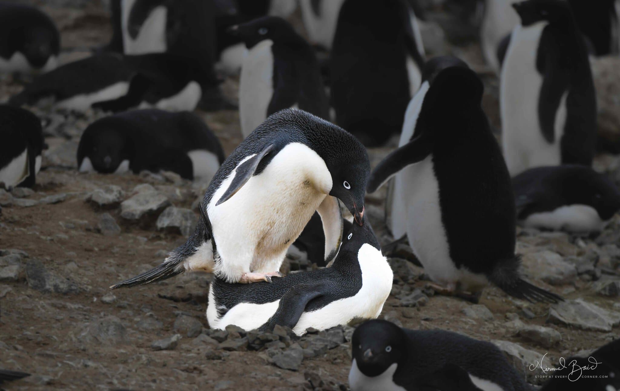 Gentoo, Adélie, and Chinstrap Penguins of Antarctica in Photos - Story ...