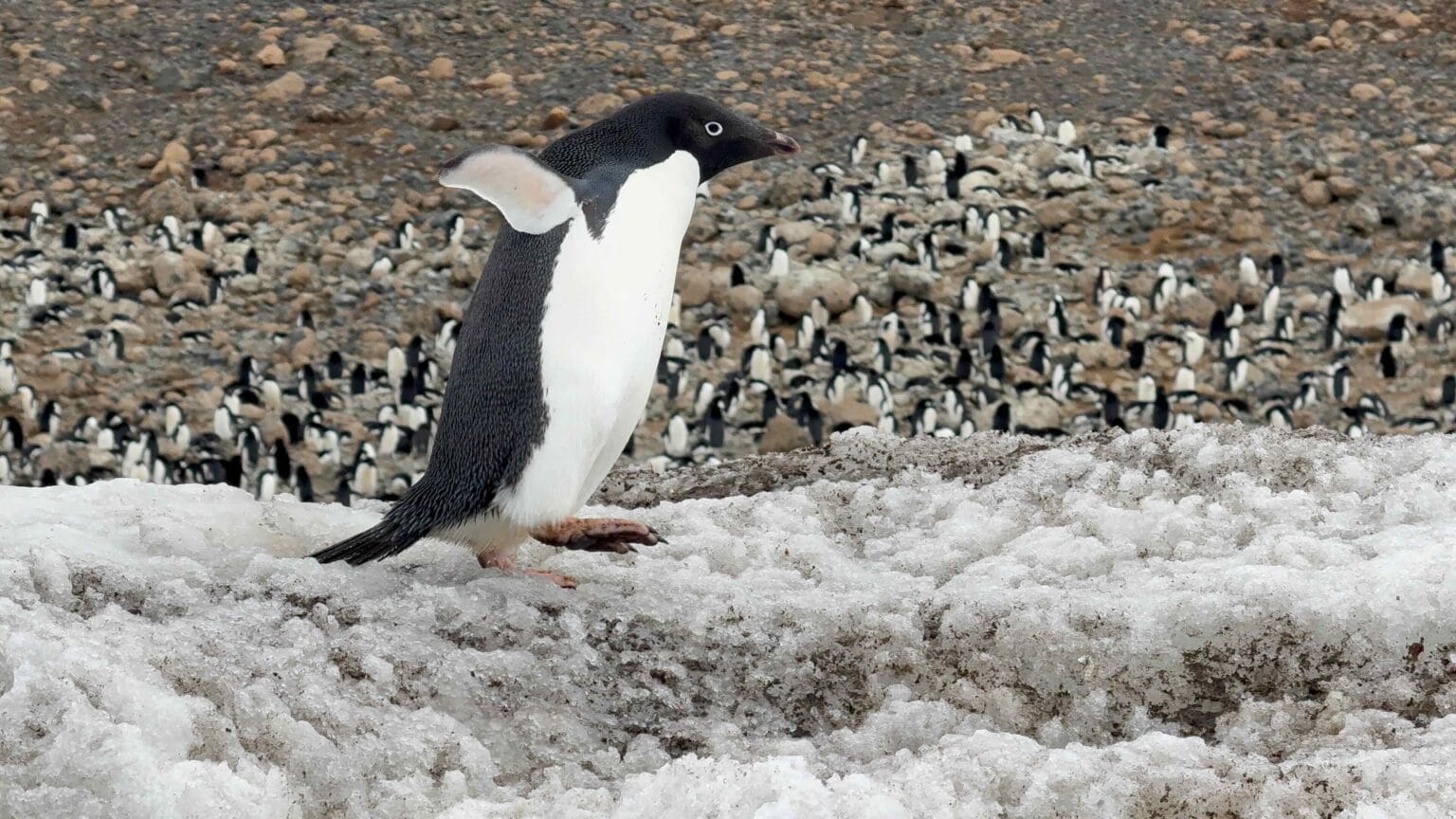 Gentoo, Adélie, and Chinstrap Penguins of Antarctica in Photos - Story ...