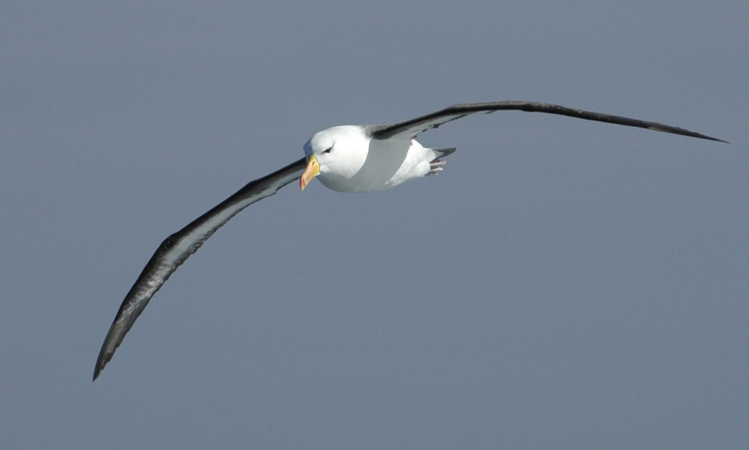 Drake Passage Guide: Everything You Need to Know About the World's Most ...