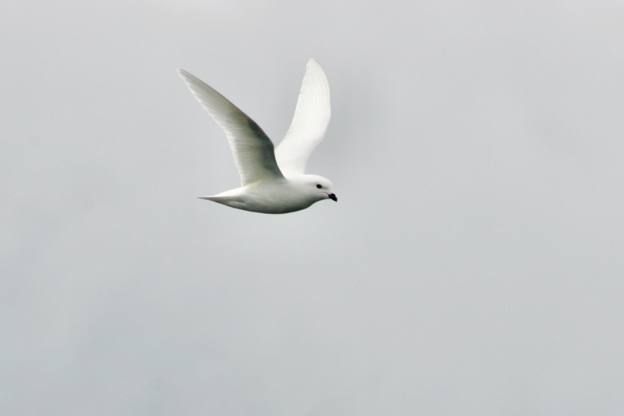 Drake Passage Guide: Everything You Need to Know About the World's Most ...